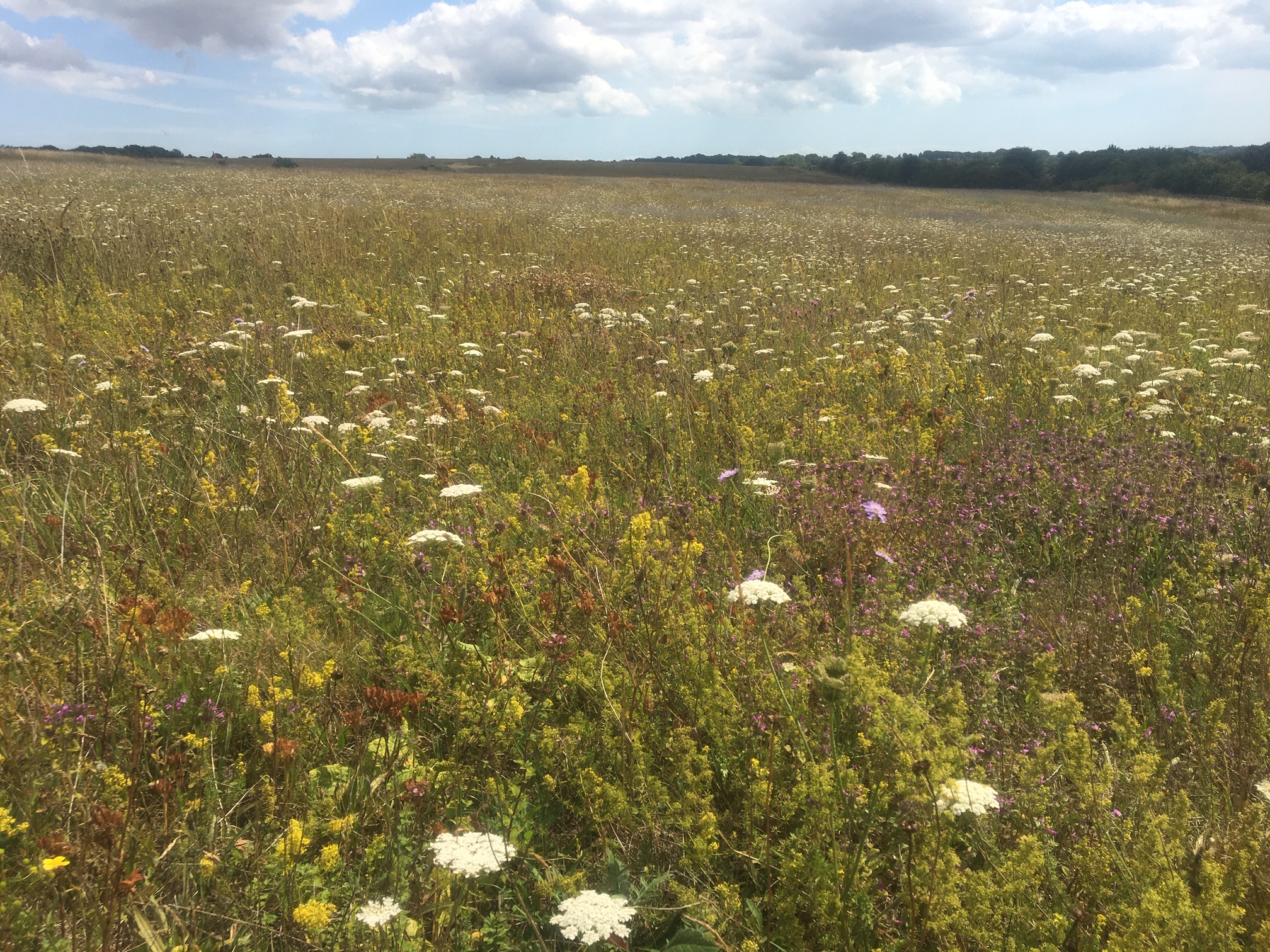 Canterbury council backs huge development in AONB - CPRE Kent