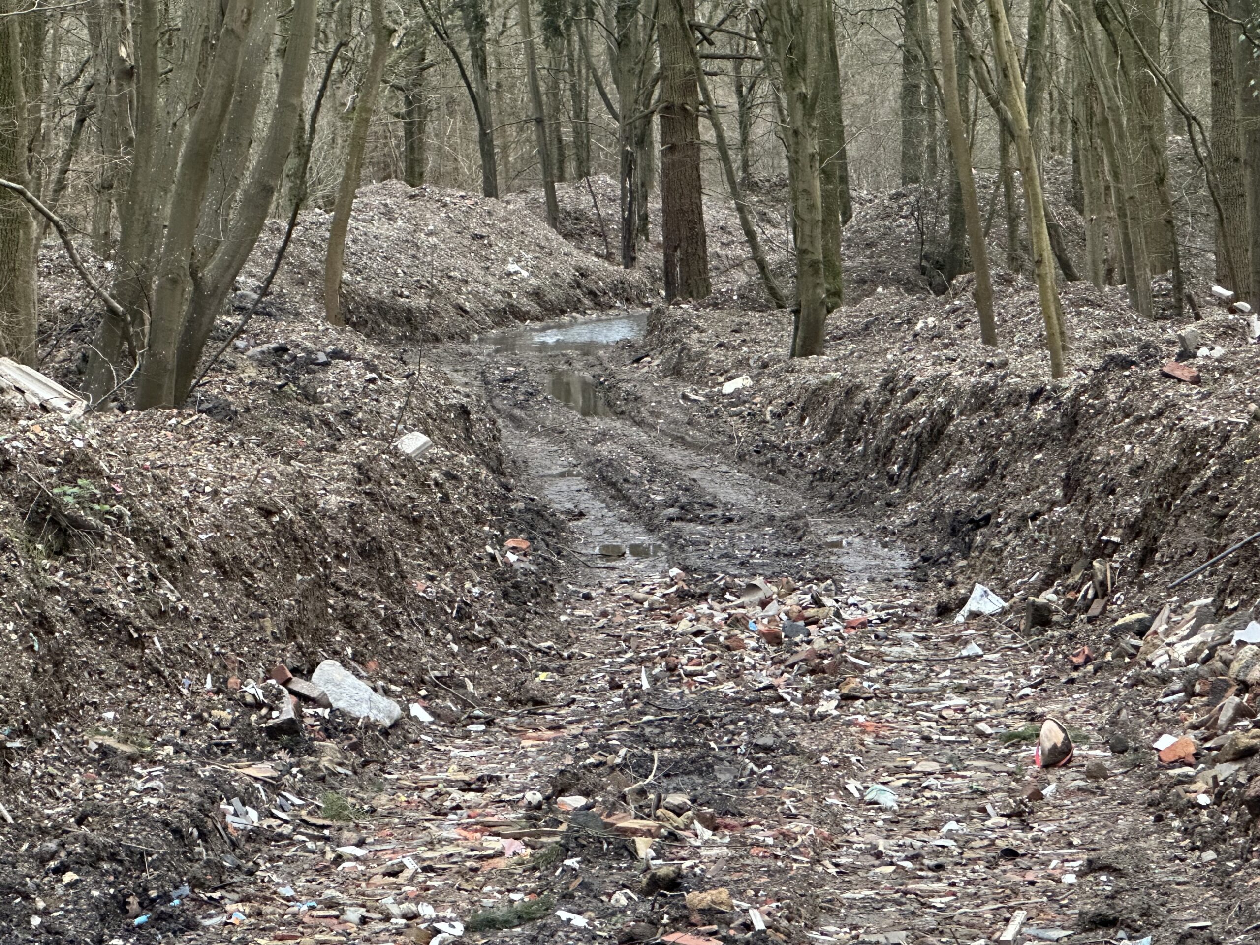Get Hoad's Wood cleared! We join other groups in call for immediate ...