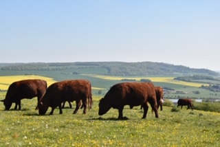 Ranscombe Farm nature reserve in the frame - CPRE Kent