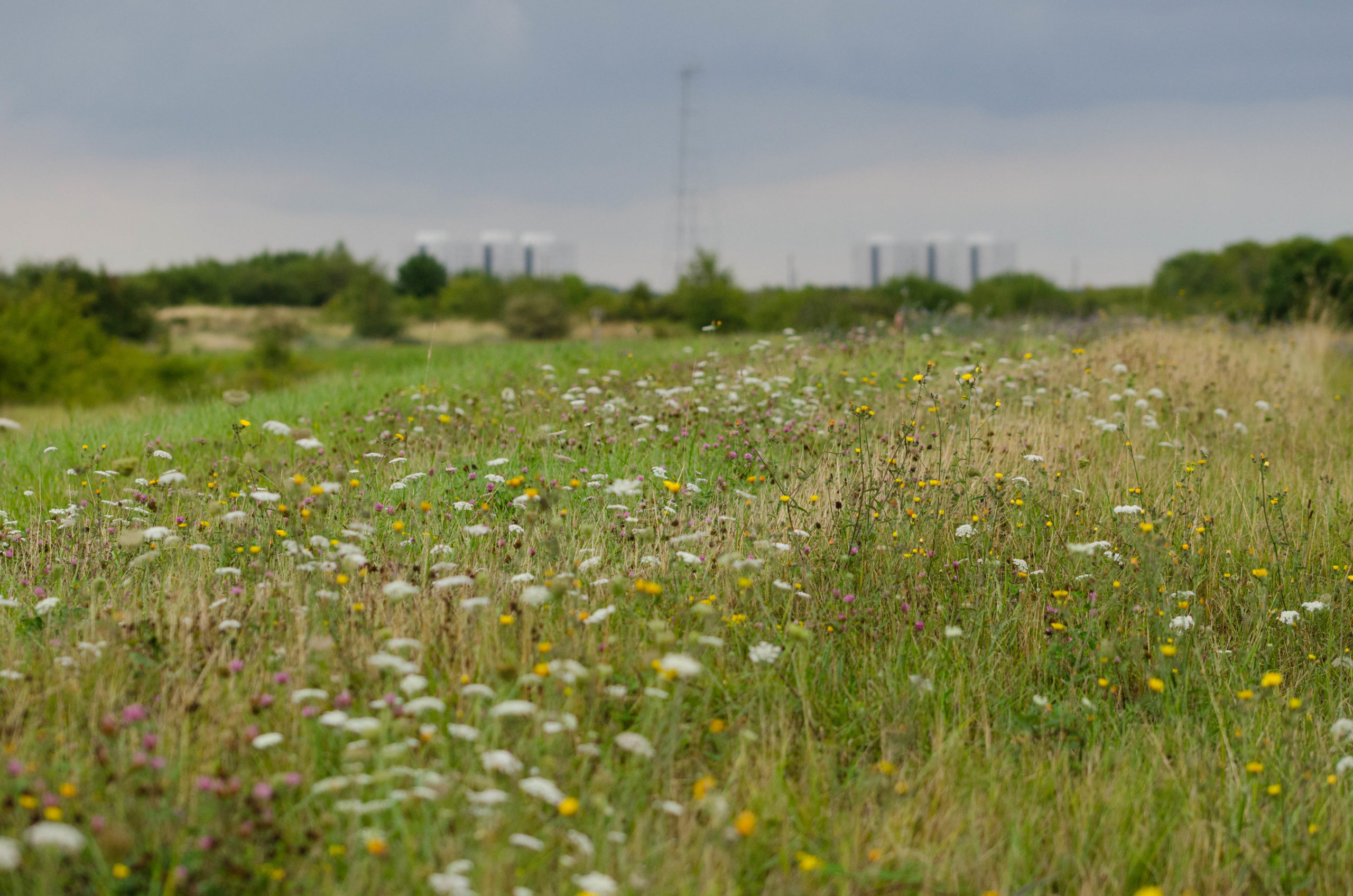 Swanscombe peninsula: the last resort? - CPRE Kent