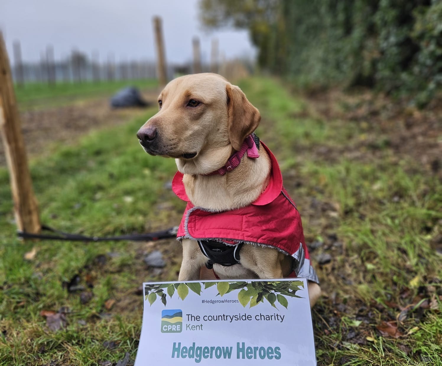 Our Hedgerow Heroes are digging in! - CPRE Kent